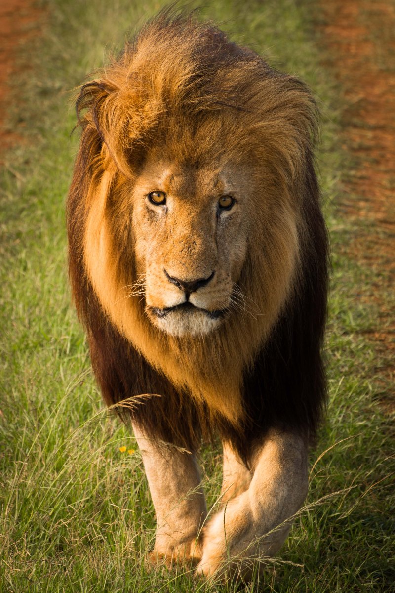 Animals and Wildlife – Alex Amari